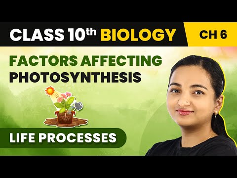 Class 10 Biology Chapter 6 | Factors Affecting Photosynthesis - Life Processes