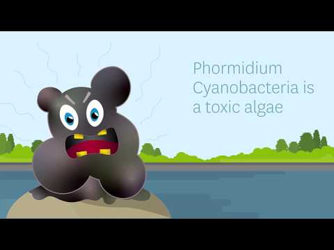 What is cyanobacteria?