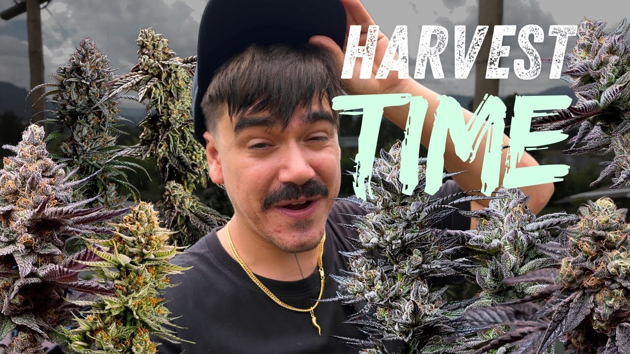 Harvesting 21 Strains - Indoor vs Greenhouse vs Outdoor