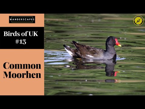Common Moorhen || Birds of UK || Episode - 13