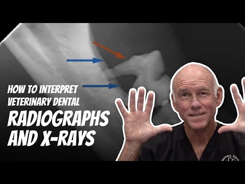 FREE Webinar Preview on Veterinary Dental X-Ray Interpretation