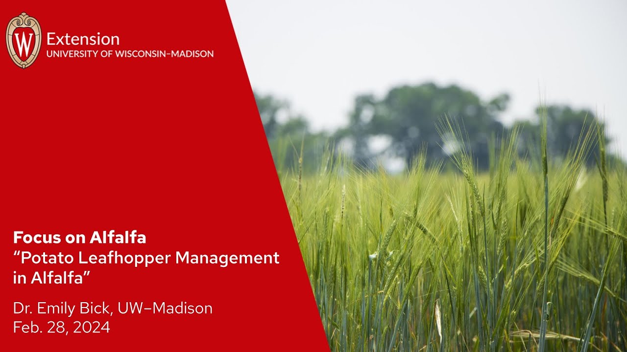 Potato Leafhopper Management in Alfalfa