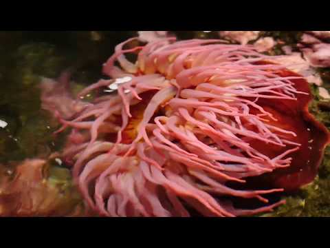 Life on the Edge exhibit at Seattle Aquarium