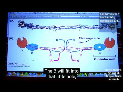 Transglutaminase in blood coagulation: Factor XIIIa (FXIIIa) Crosslinking of fibrin by Kevin Ahern