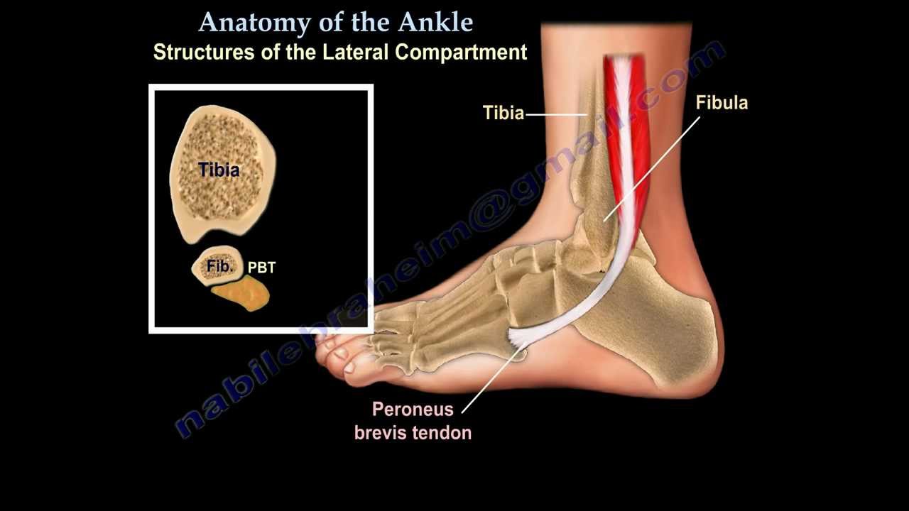 Anatomy Of The Foot & Ankle - Everything You Need To Know - Dr. Nabil Ebraheim
