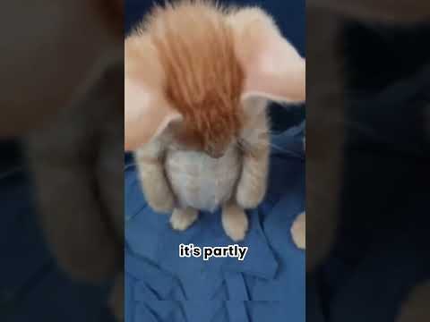 Why Are Orange Cats So Hilariously Weird?