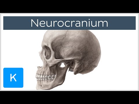 Neurokranium - Definisi & Lokasi - Anatomi Manusia | Kenhub
