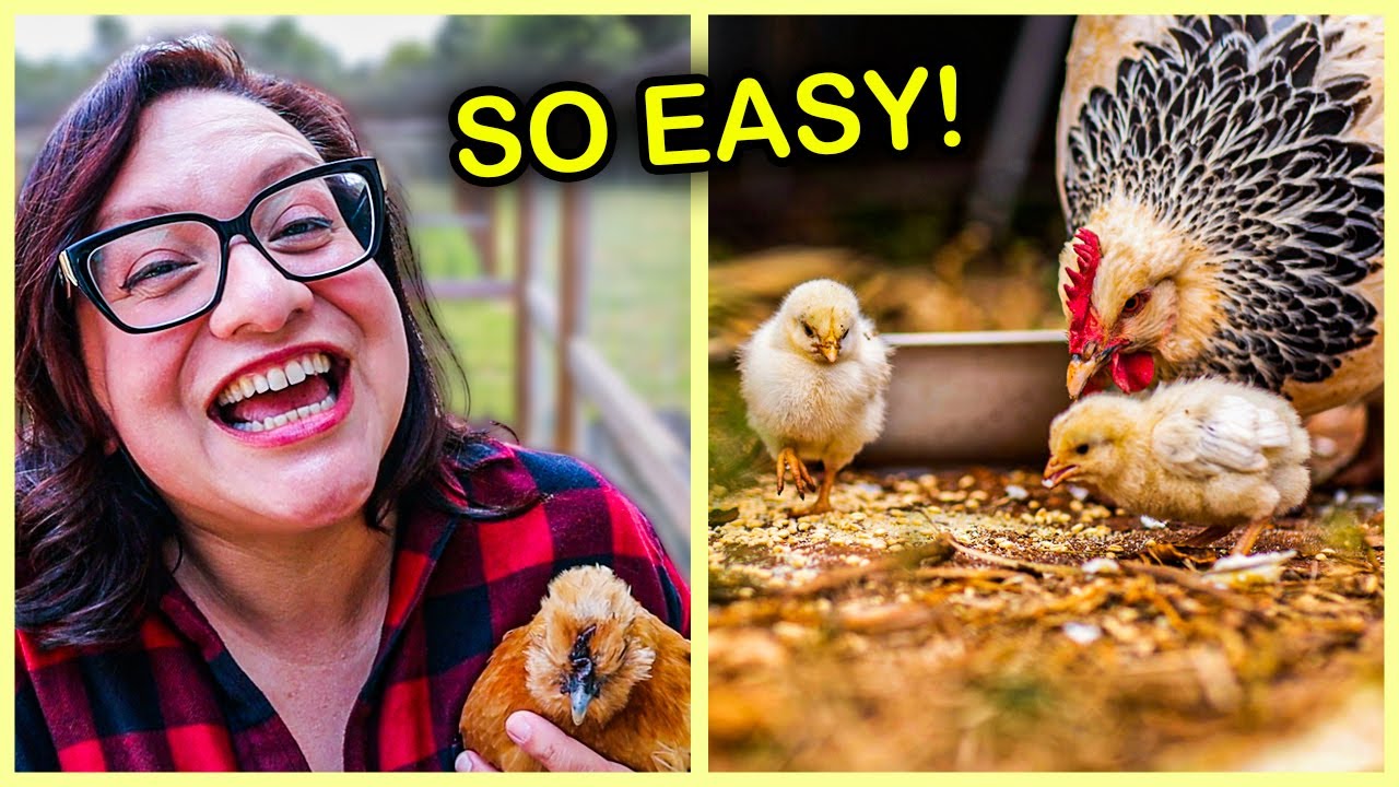 How to Get a Hen to Raise Baby Chicks 🐔🐣🐥