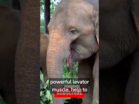 Elephant Trunks: Way More Muscles than Meets the Eye! #shorts