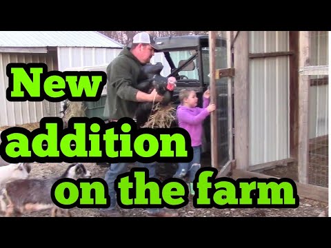 New addition to the farm Black Spanish Tom Turkey