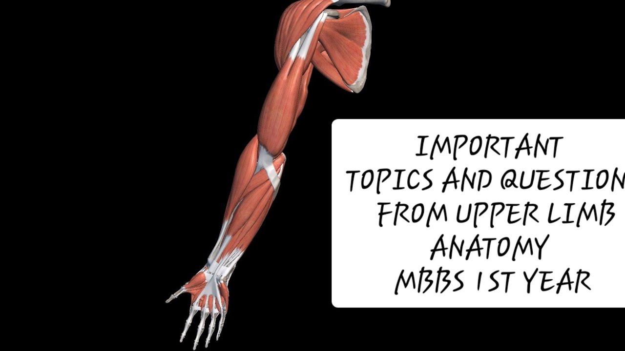 IMPORTANT TOPICS AND QUESTIONS FROM UPPER LIMB ANATOMY |MBBS 1ST YEAR #anatomy #mbbs #1styearmbbs