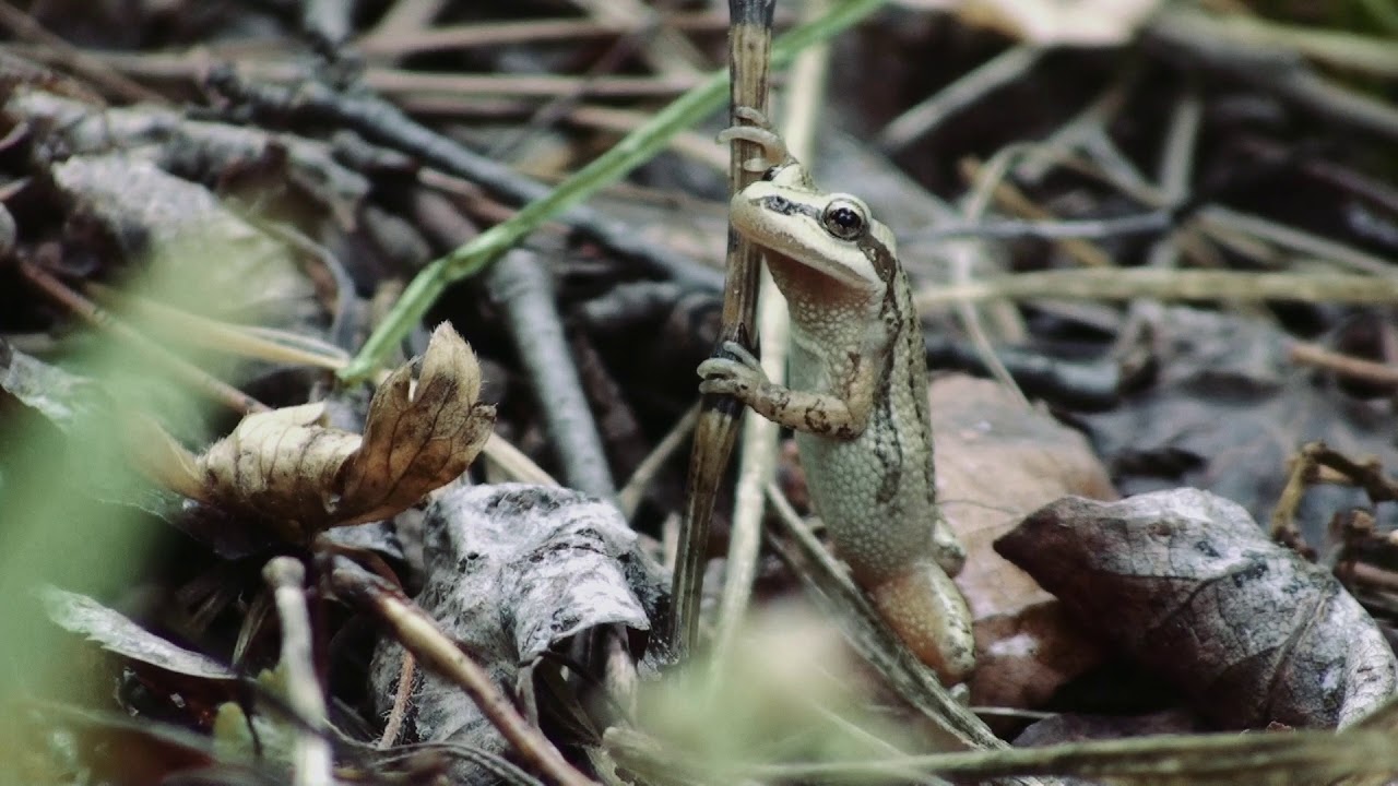 The Chorus Frogs (15 seconds)