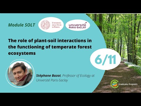 The role of plant-soil interactions in the functioning of temperate forest ecosystems 6/11