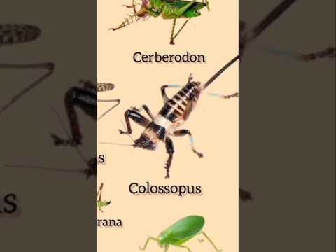 Types of Katydids Part 5 #insects #shorts