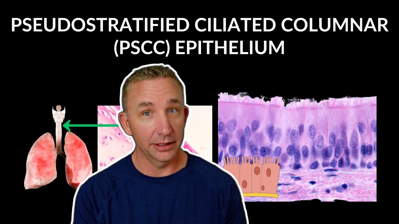 Histology: Pseudostratified Ciliated Columnar Epithelium (PSCC): The Respiratory Epithelium