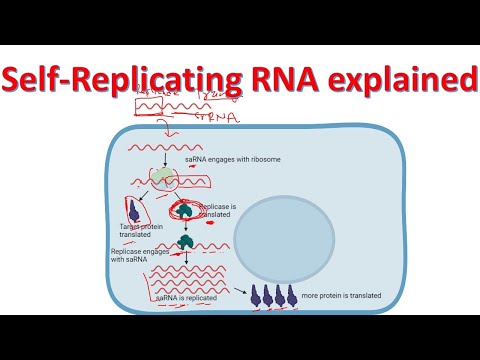Self-replicating RNA | Self amplifying RNA explained | @BiologyLectures