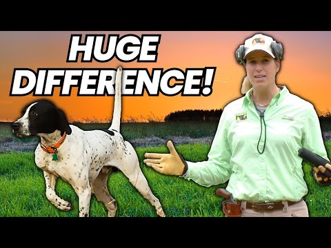 THE BEST Pointing Dog Drill to Teach the Whoa Command