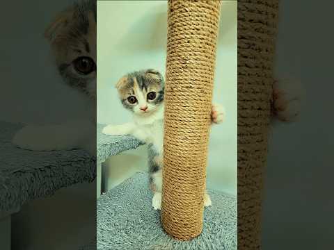 Top 5 Most Playful Cat Breeds 🐈