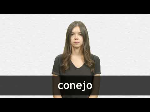 English Translation of “CONEJO” | Collins Spanish-English Dictionary