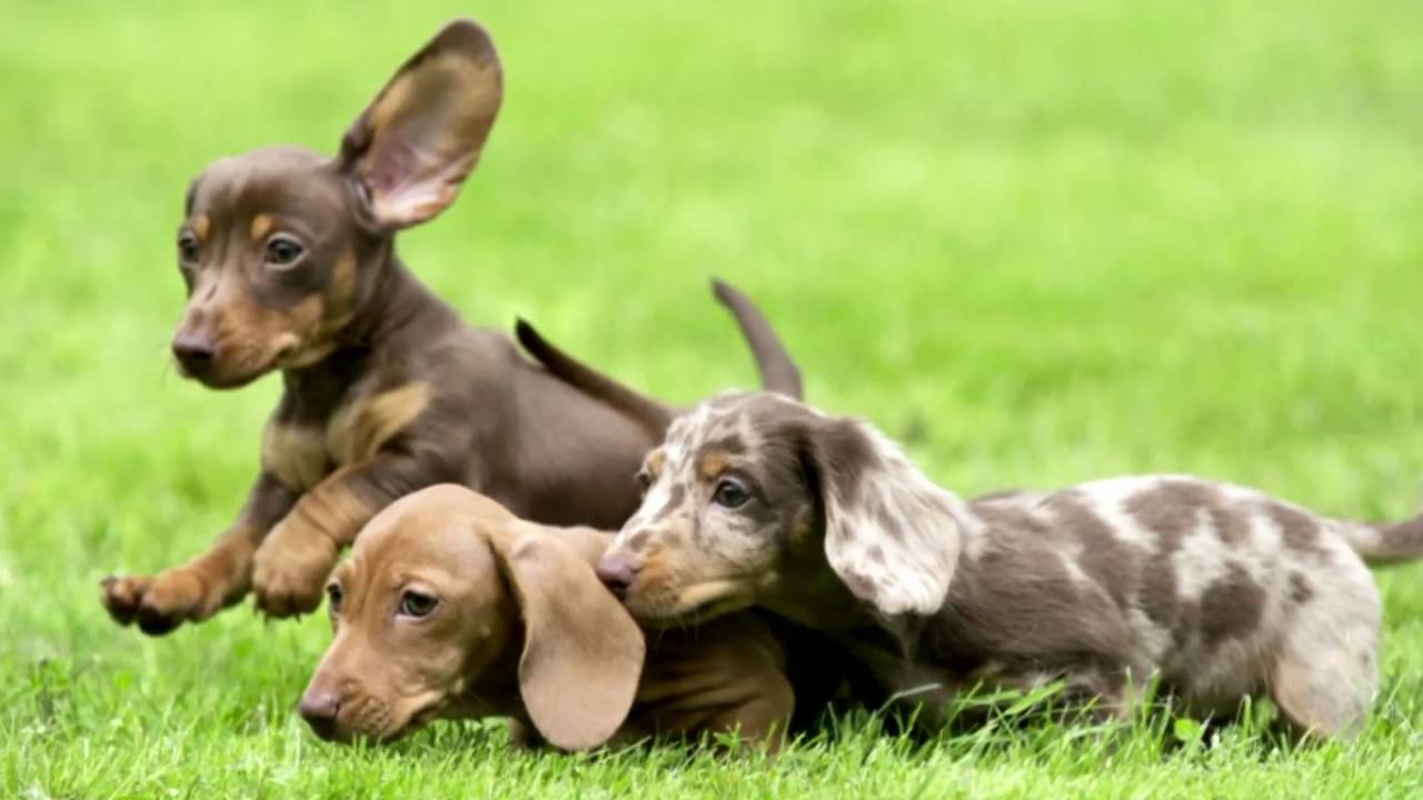 TECKEL PETIT CHIEN prores mov hd pal