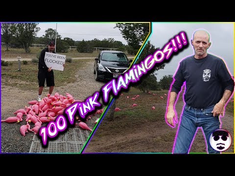 100 PINK FLAMINGOS IN MY YARD!!! (Prank)