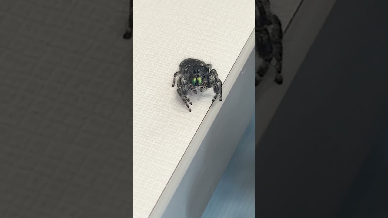Clinic Found a Jumping Spider at Work—And It’s Kinda Adorable