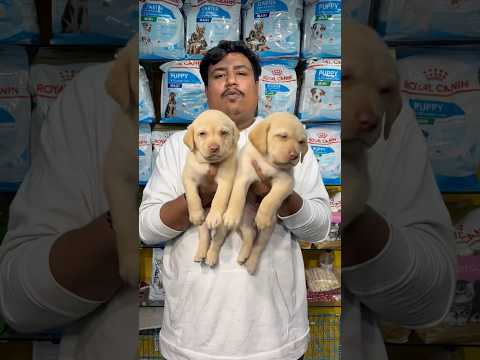 Labrador Puppy Sell in Low Price. #pets #dogbreed #shorts