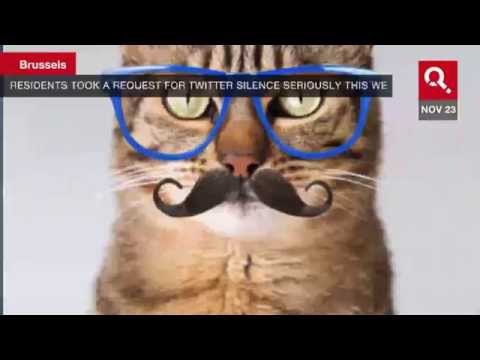 Tweets of Cats in Response to Brussels Lockdown