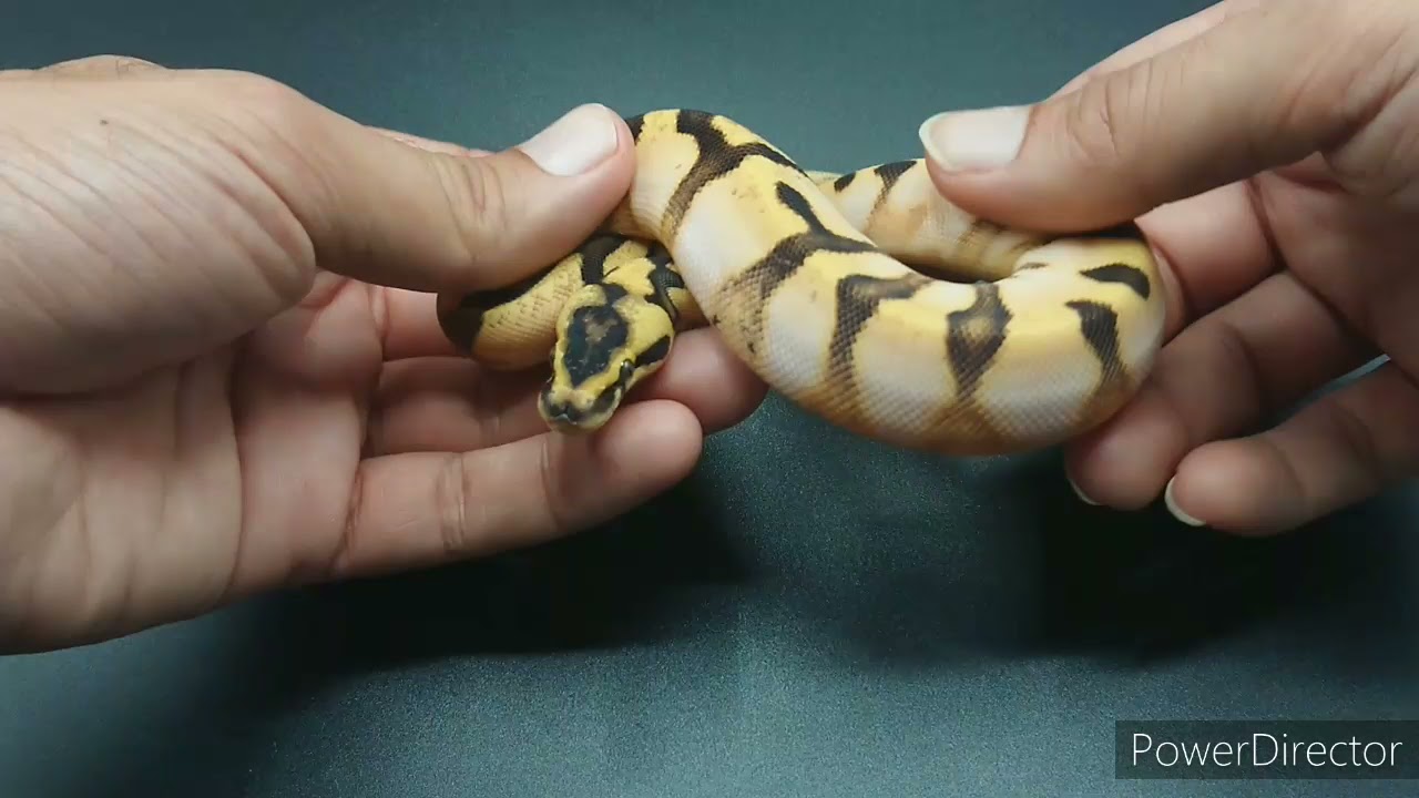 Ball python enchi calico banana stuff