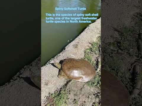 Spiny Softshell Turtle #turtle #wildlife #shorts #shortvideo #shortsvideo #love #fypシ #bhfyp #usa