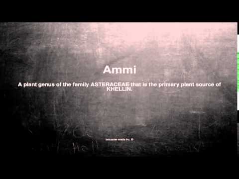 Medical vocabulary: What does Ammi mean