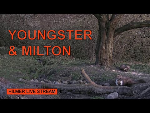 Hilmer Livestream: 22-04-19 Milton and Youngster in daylight... and fighting (Stone marten)