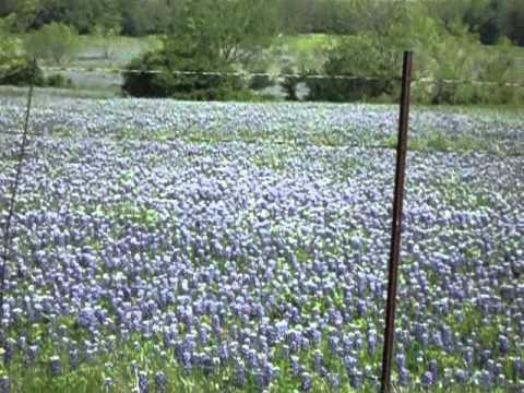 Texas Bluebonnet Trail April 2012 near Ennis, Texas
