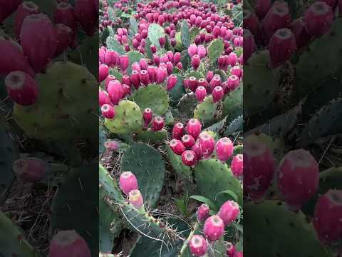 Lots of cactus fruits #cactus #fruit #amazing
