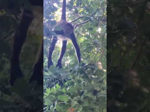 Monkey Drama Ep.2