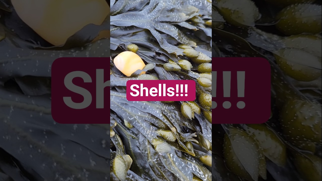 shells! #beachcombing #beach #sea #shells #seashell #fun #beachglass #seashells