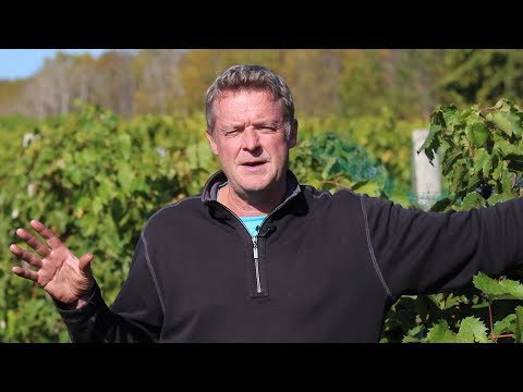 What does LOCAL mean? - As told by local winemaker