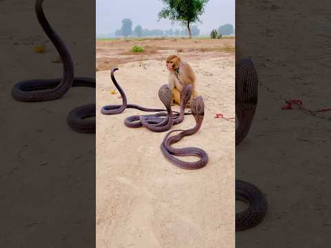 Three cobra with monkey