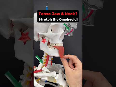 Tense JAW & NECK? Stretch your omohyoid! #jawpain #neckpainrelief #tmjtreatment #postureexercises