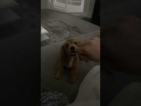 Mini dachshunds only have two moods 😂 #puppy #dachsdachs #cute #funny
