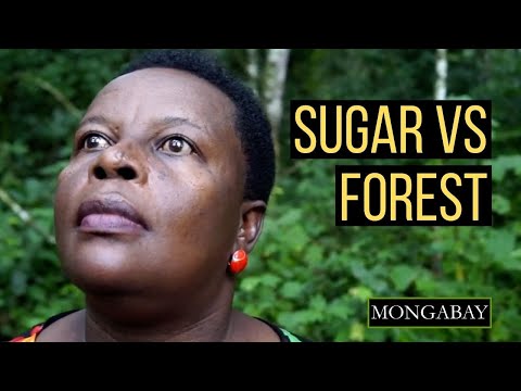 Uganda authorizes clearance in biodiverse Bugoma Forest