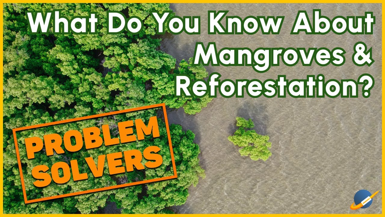 What Do You Know About Mangroves and Reforestation?