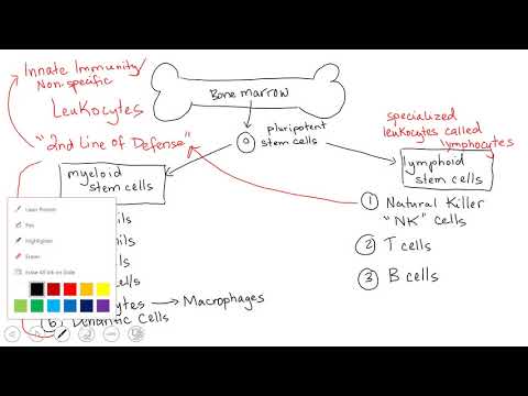 Leukocytes & Lymphocytes
