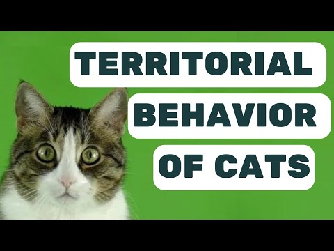 Why Is My Cat Territorial? Decoding Feline Behavior