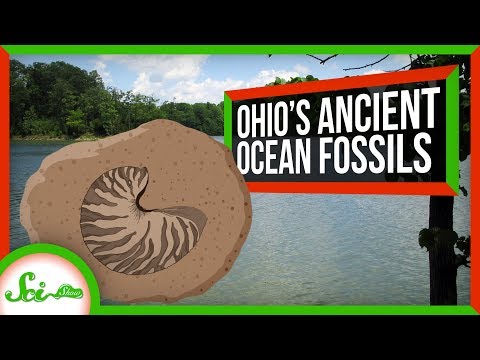 How to Find Thousands of Oceanic Fossils in... Ohio?