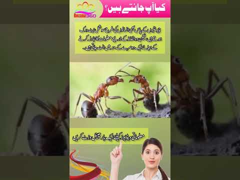 ants communication #shorts #urdu #inurdu #facts #urdufacts #gk #generalknowledge