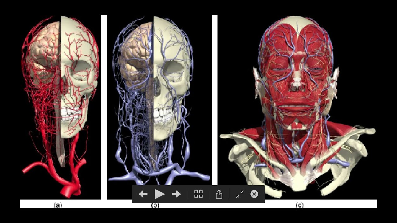 Facial Anatomy for Injuries (Pt 1)