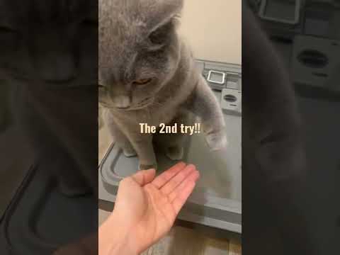 How I Trained My British Shorthair Cat