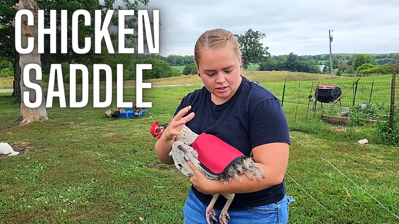Help protect your hens with these chicken saddles