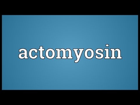 Actomyosin Meaning